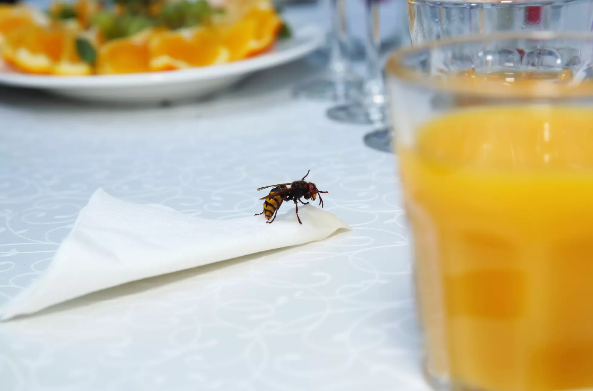 Vepsestikk: Sensommeren er høysesong for veps, her er rådene du trenger ...